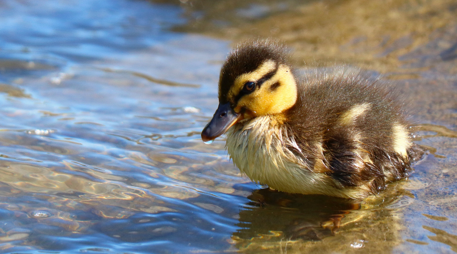 Remember The Duck? Story Of God’s Grace – Praying Miracles